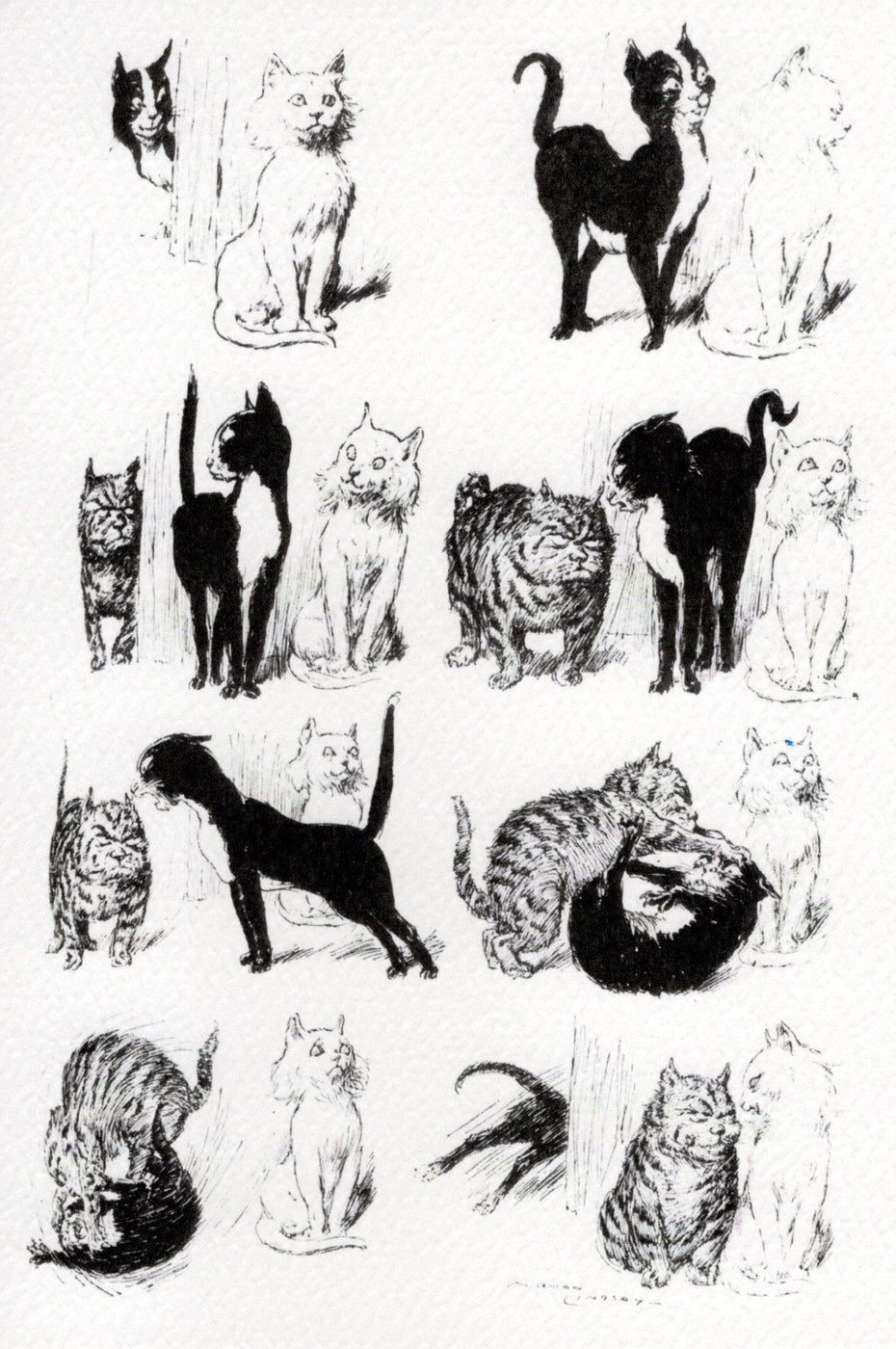 Norman Lindsay - Pack of 6 Artful Cats cards (The Suitors) – Odana ...